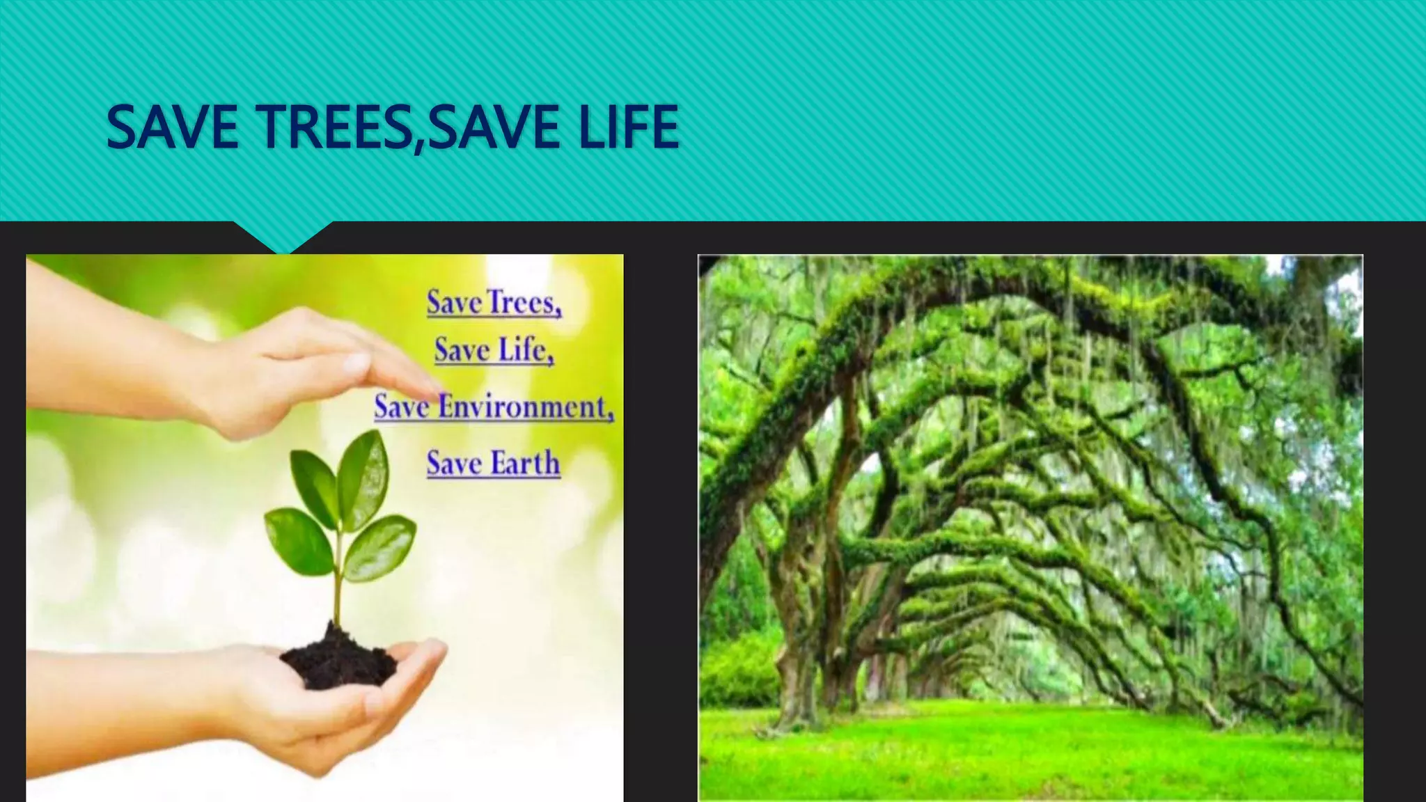 SAVE TREES SAVE LIFE.pptx