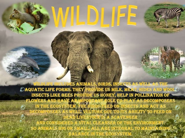 Save wildlife and forest | PPTX