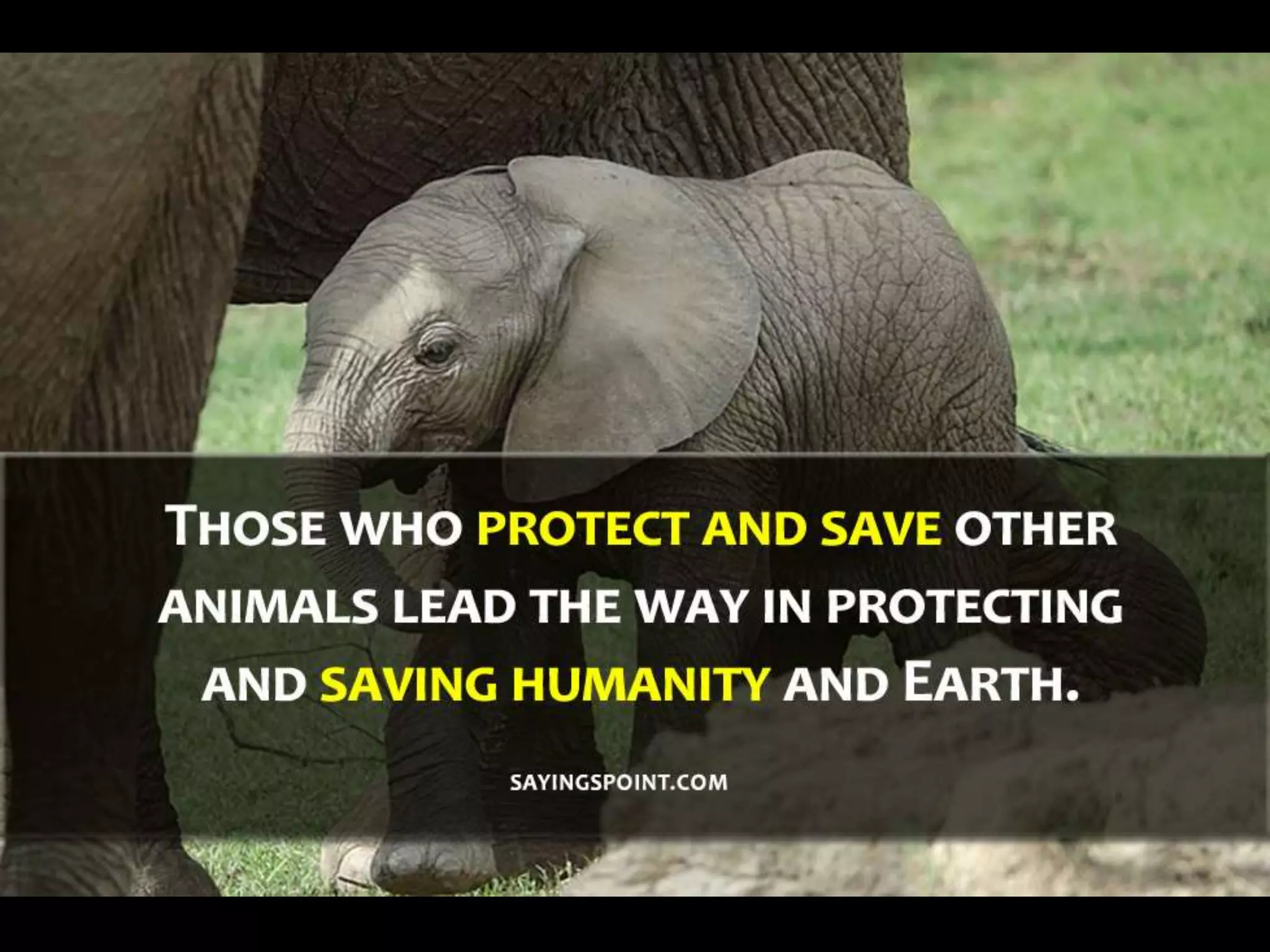 Save Wildlife Quotes and Sayings | PPTX