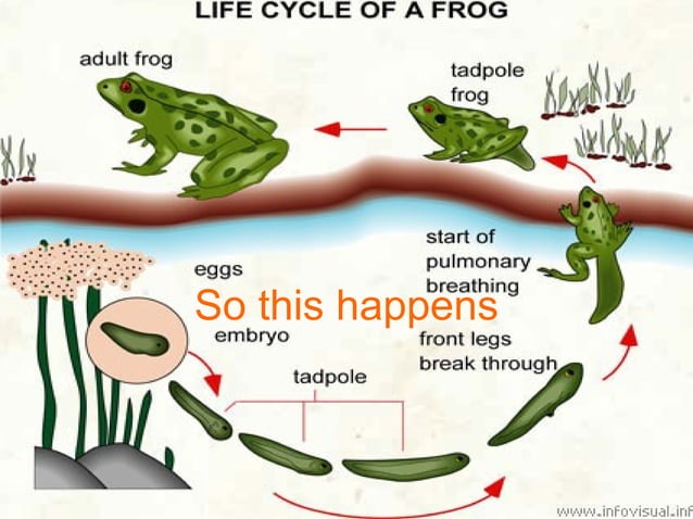 Saving Cane Toads | PPT