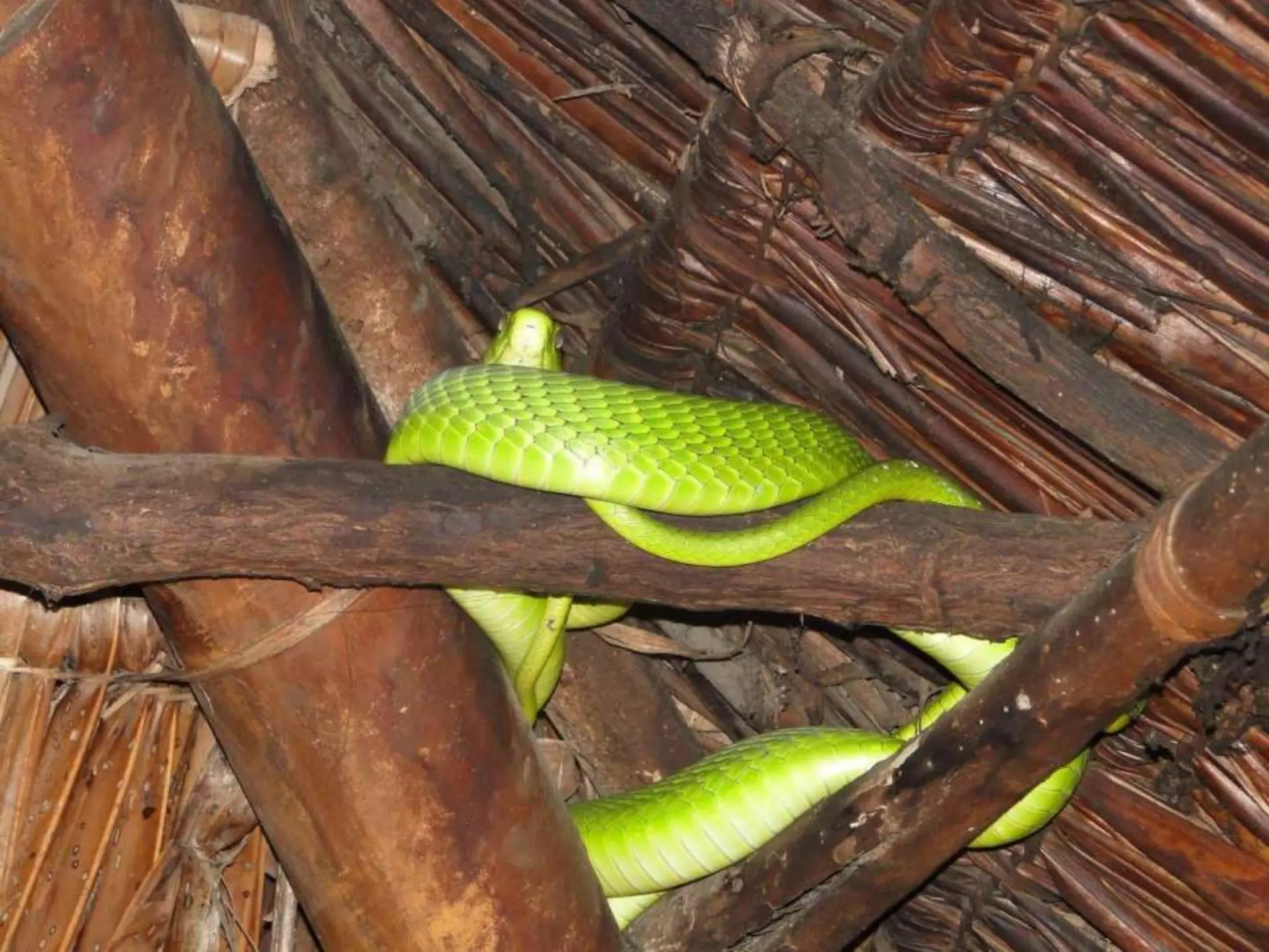 'Saving Snakes - 2014' by Royjan Taylor | PPT