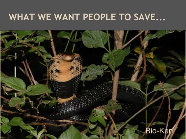 'Saving Snakes - 2014' by Royjan Taylor | PPT
