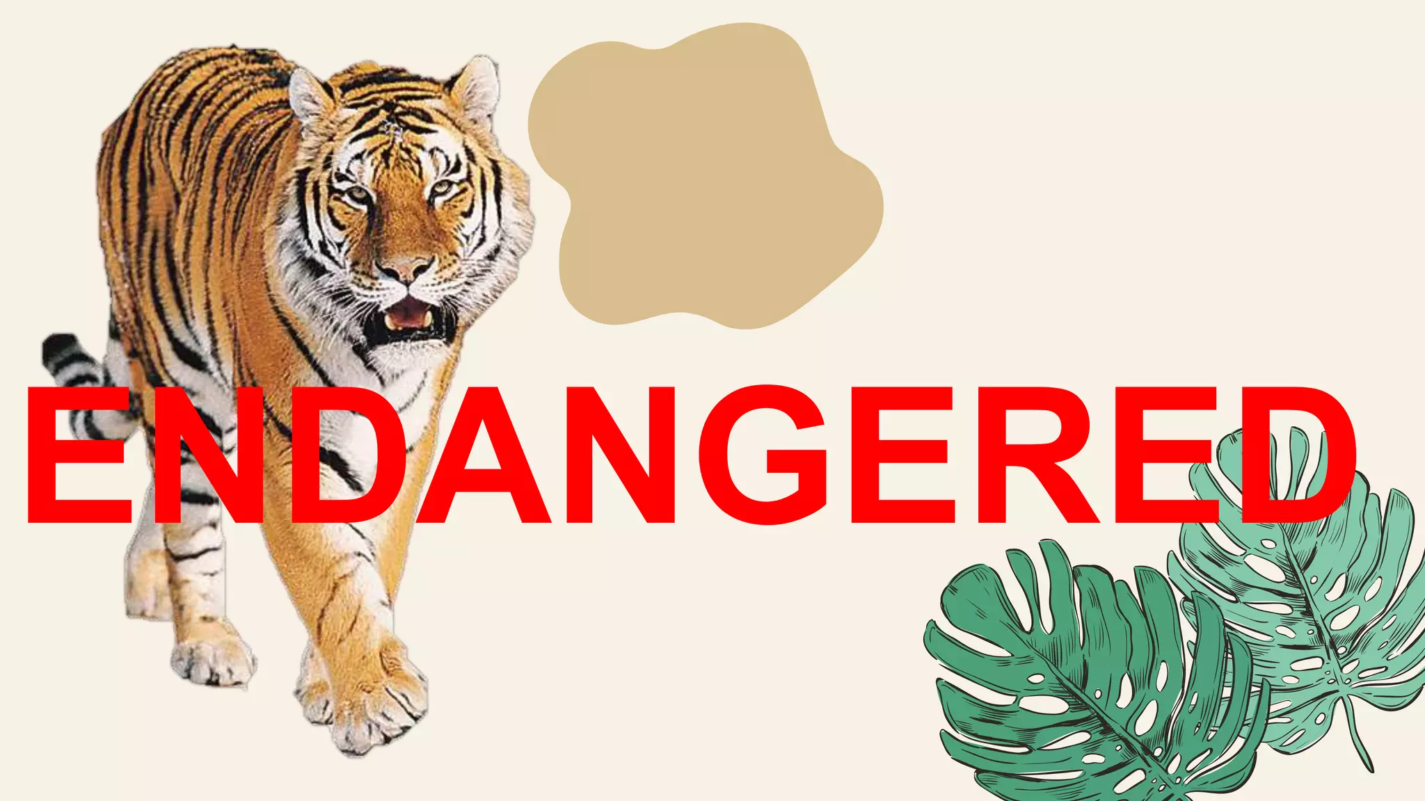 Saving The Tiger-Class 6.pptx