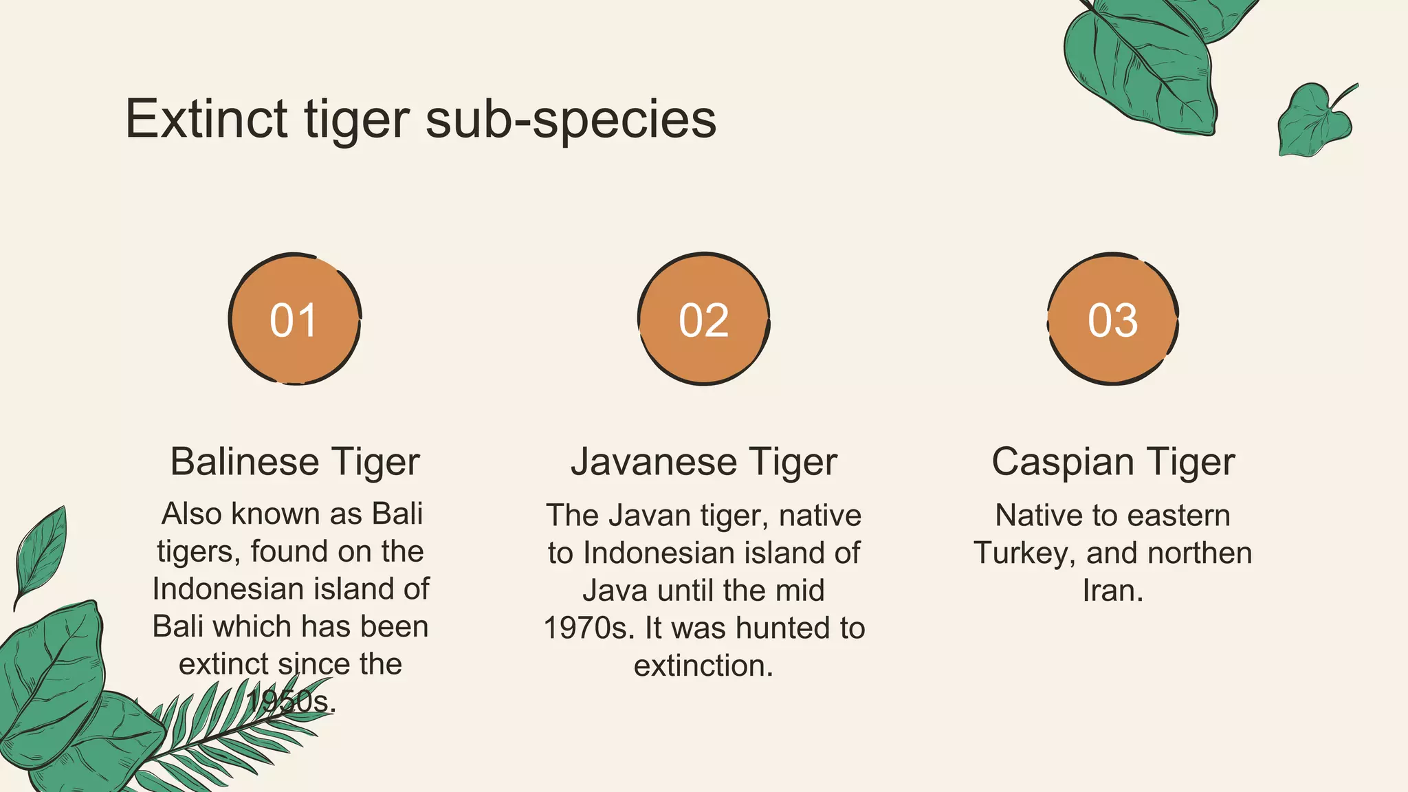 Saving The Tiger-Class 6.pptx