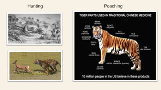 Saving The Tiger-Class 6.pptx