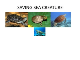 Saving the turtle | PPT
