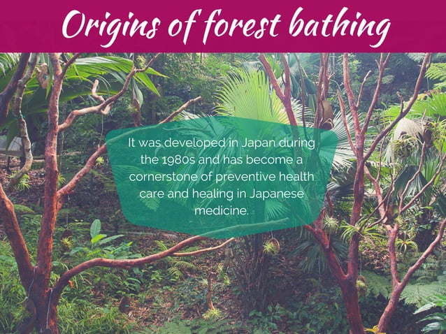Savour the trees with forest bathing | PPT