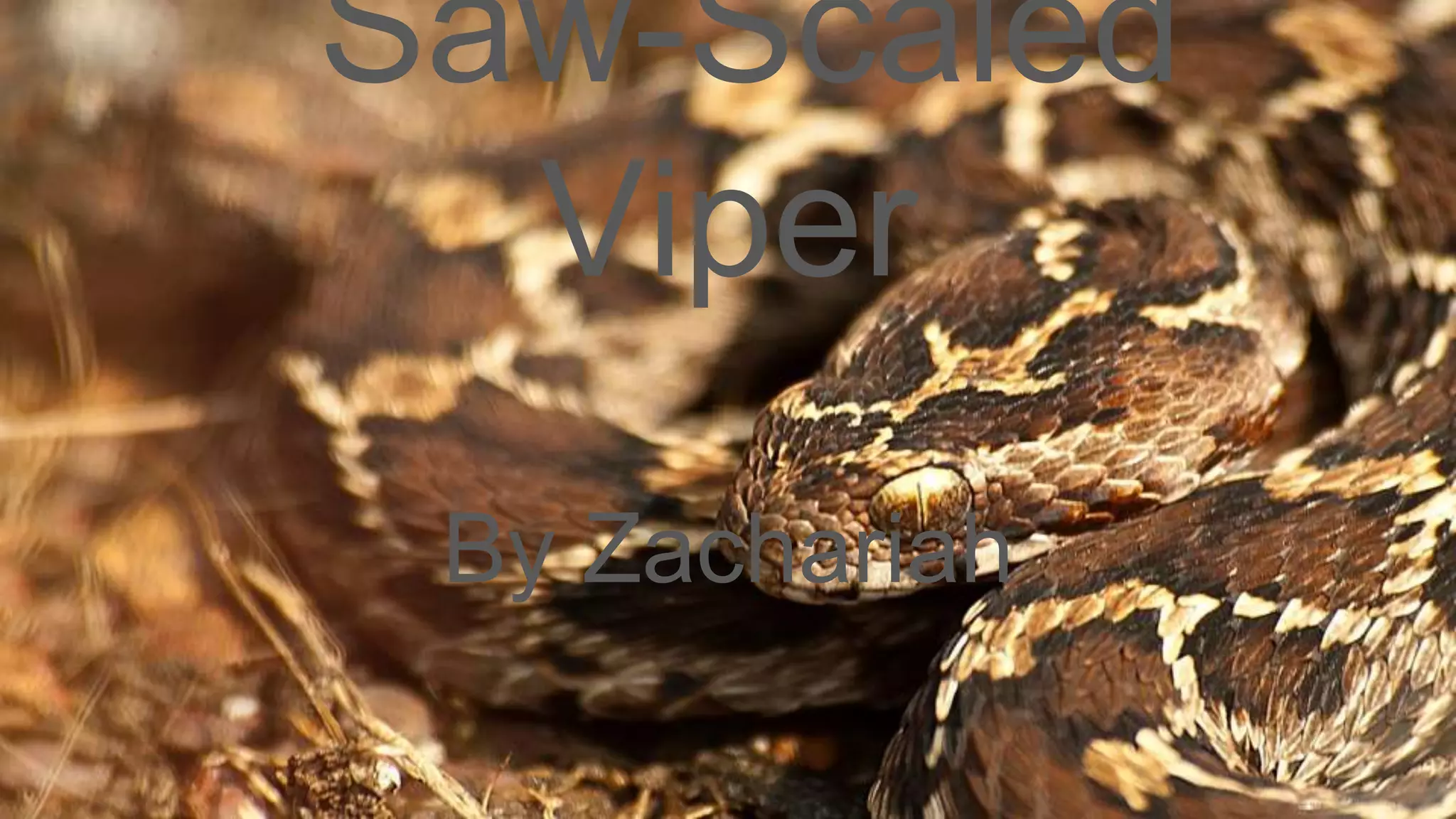 Saw Scaled Viper | PPTX