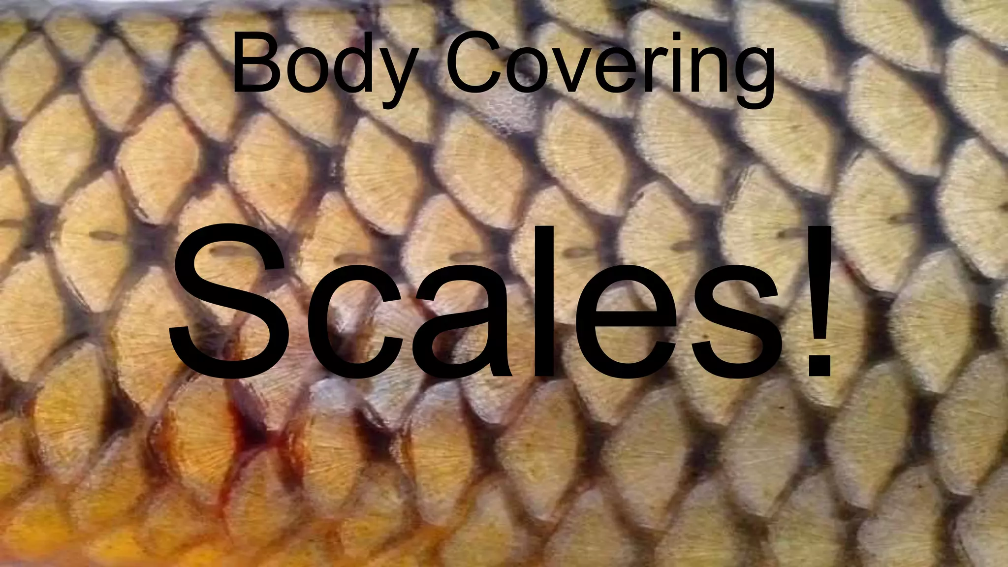 Saw Scaled Viper | PPTX