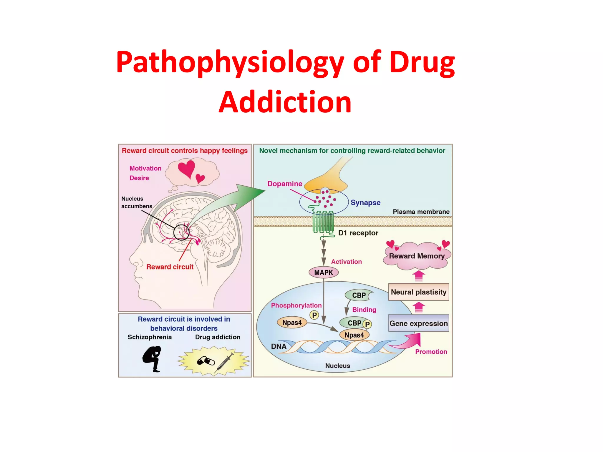 Pharmacotherapy of Drug Abuse or Addiction (Intoxication and Withdrawal ...