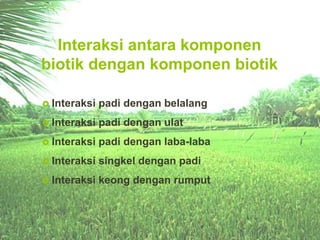 komponen biotik abiotik di Sawah | PPTX