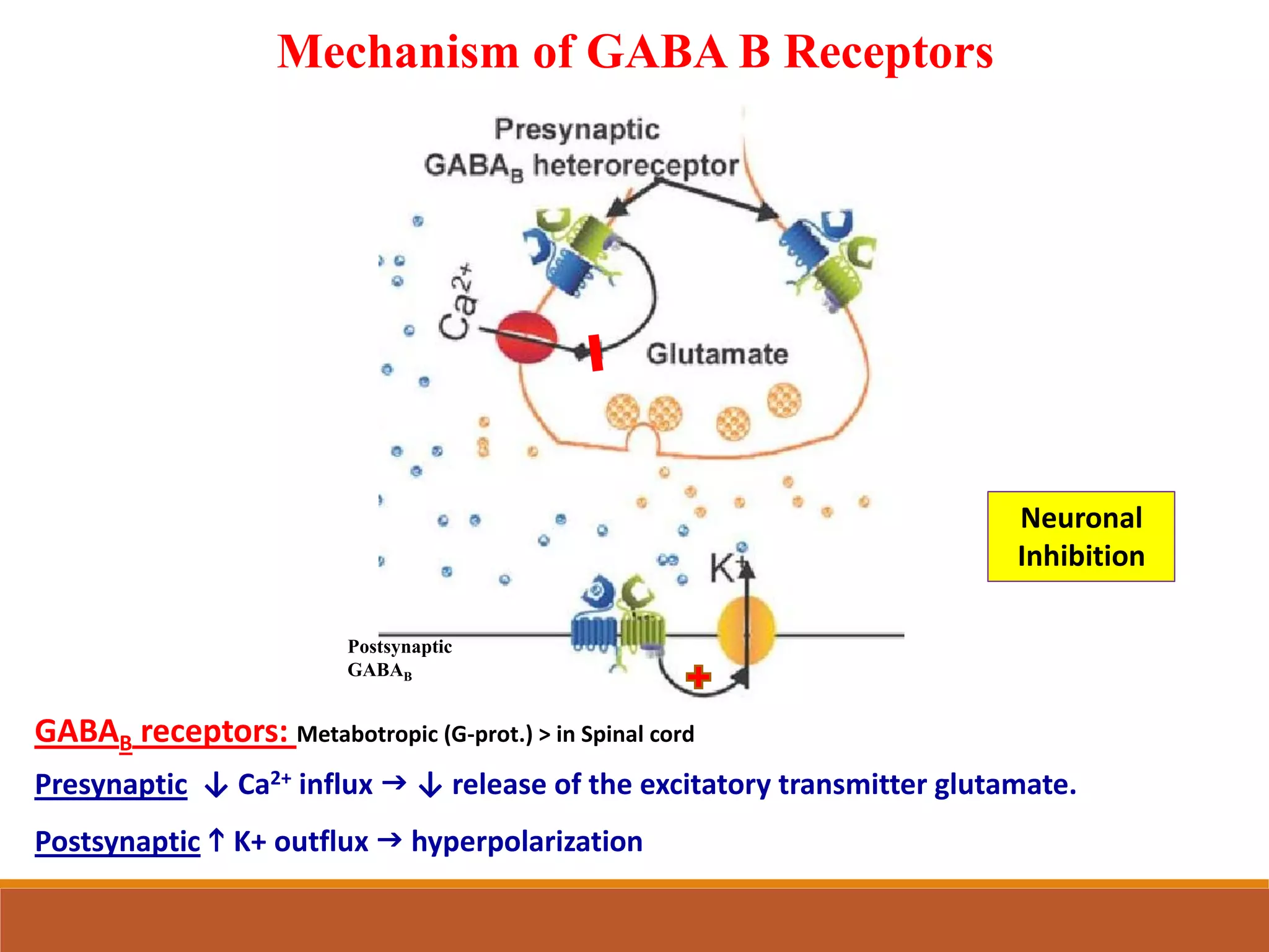 GABA Receptors | PDF