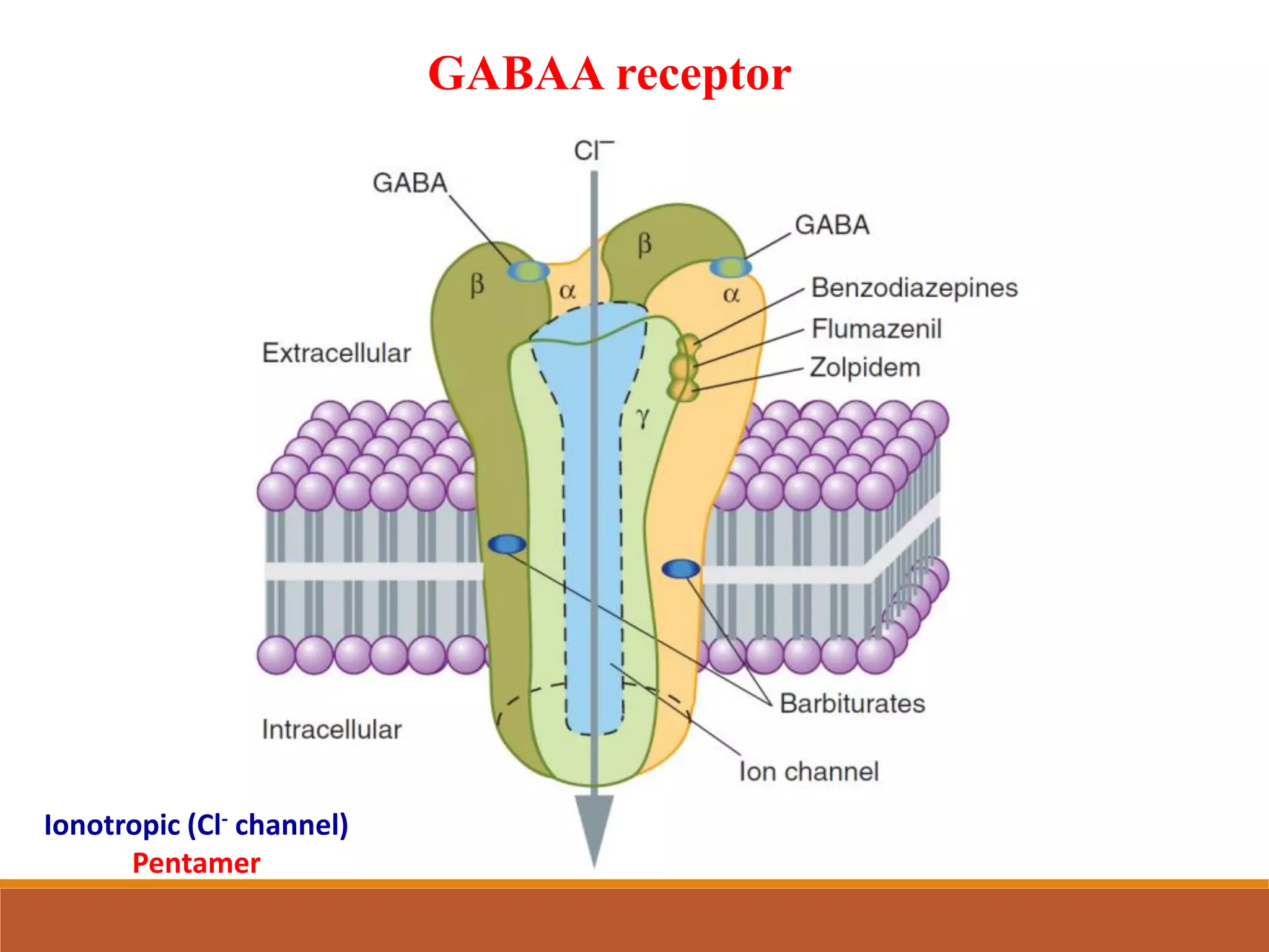 GABA Receptors | PDF