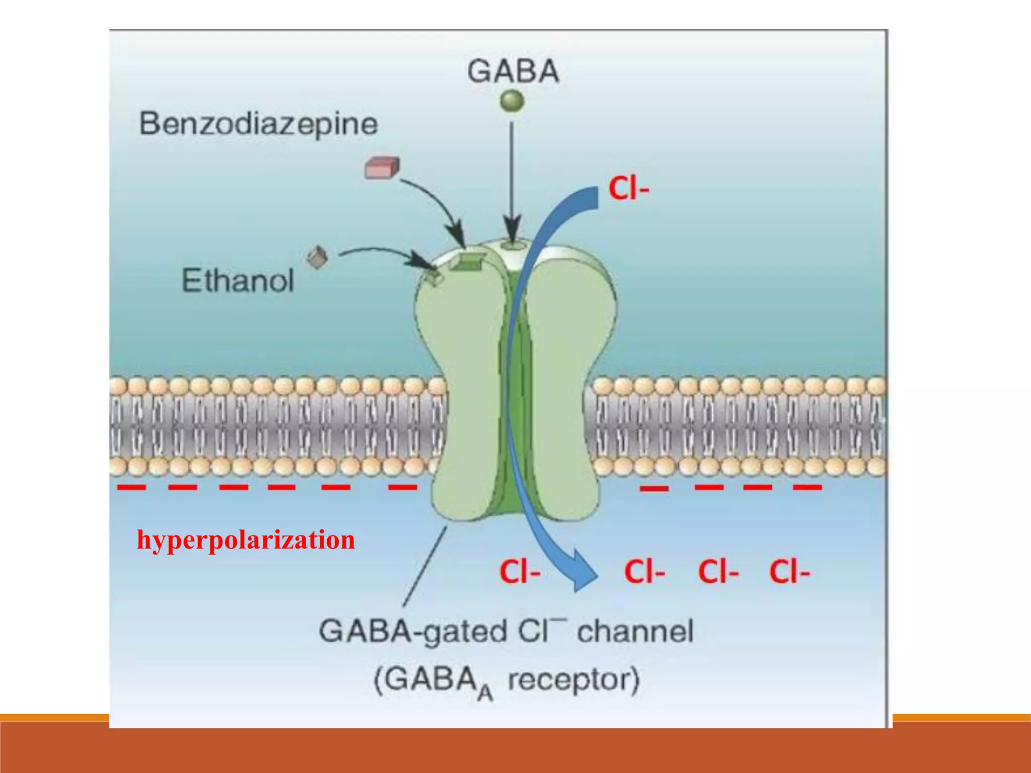 GABA Receptors | PDF