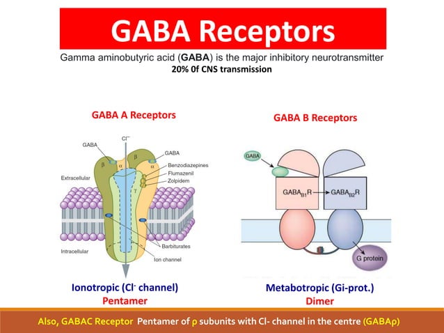 GABA Receptors | PPT