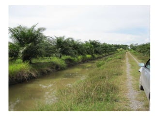 Sawit lay out nakhon | PPTX | Landscaping | Home & Garden