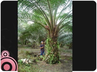 SAWIT NEW 3.ppt