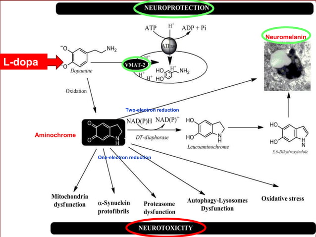 Levodopa in Parkinson's disease | PDF