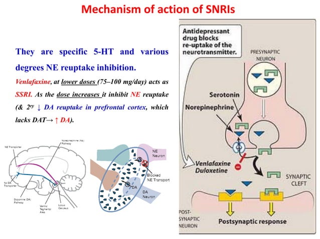 Serotonin Norepinephrine Reuptake Inhibitors (SNRIs) | PDF