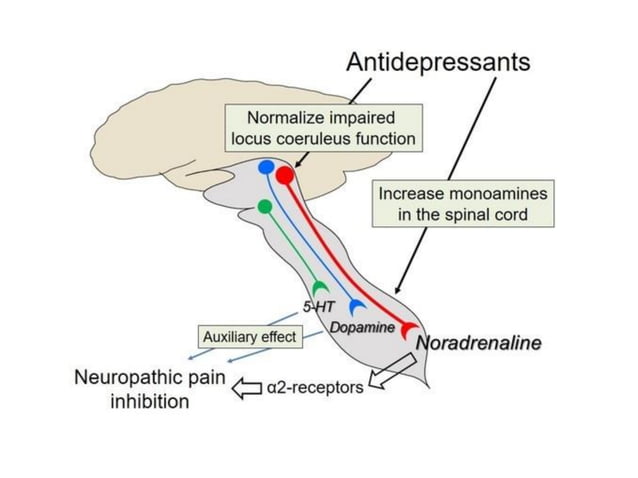 Serotonin Norepinephrine Reuptake Inhibitors (SNRIs)