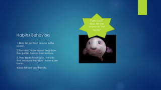 Blobfish | PPTX