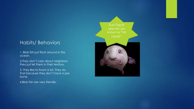 Blobfish | PPTX | Fish and Aquariums | Pets