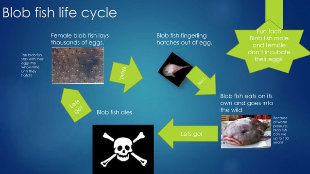 Blobfish | PPTX | Fish and Aquariums | Pets
