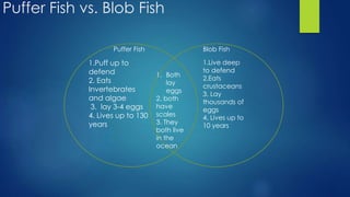 Blobfish | PPTX