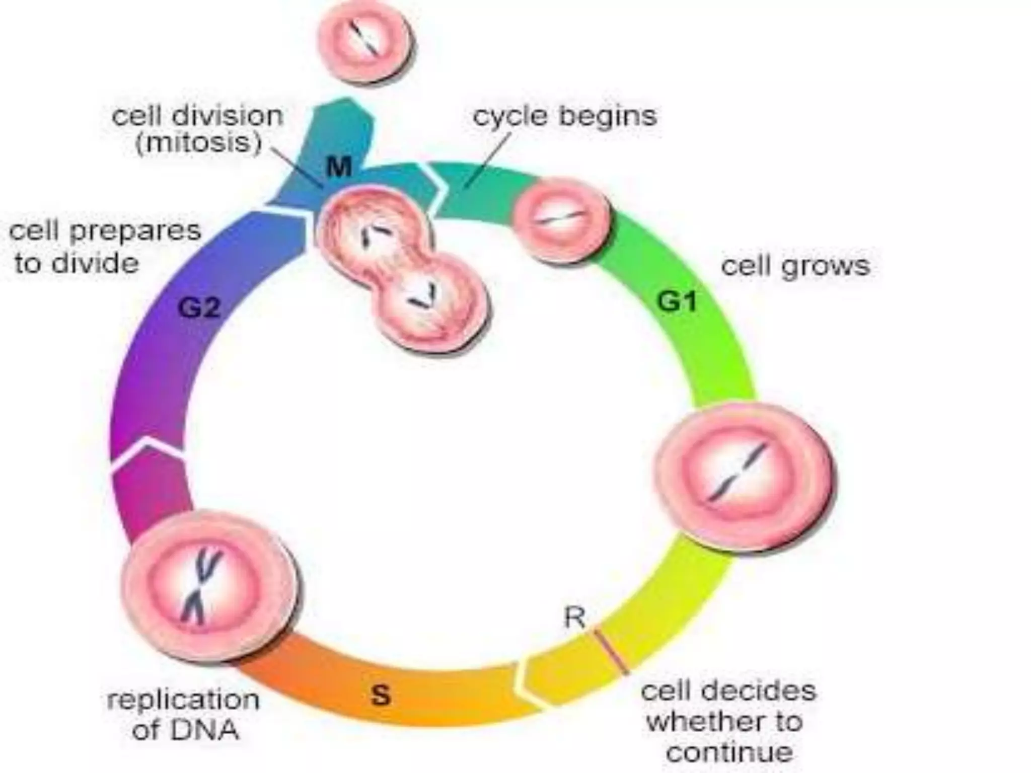 cell cycle and its check points and regulation | PPTX