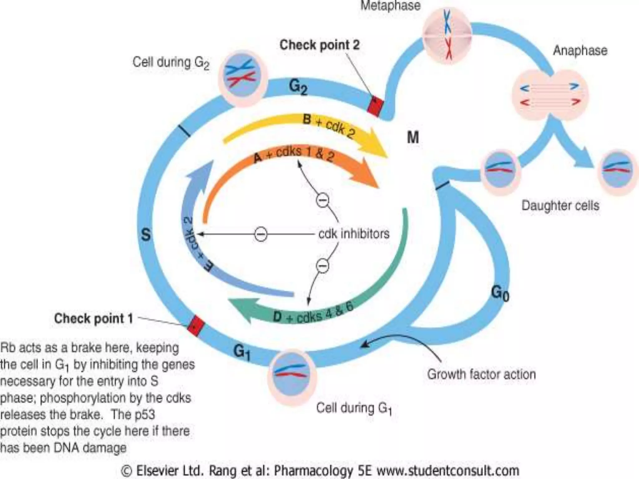 cell cycle and its check points and regulation | PPTX