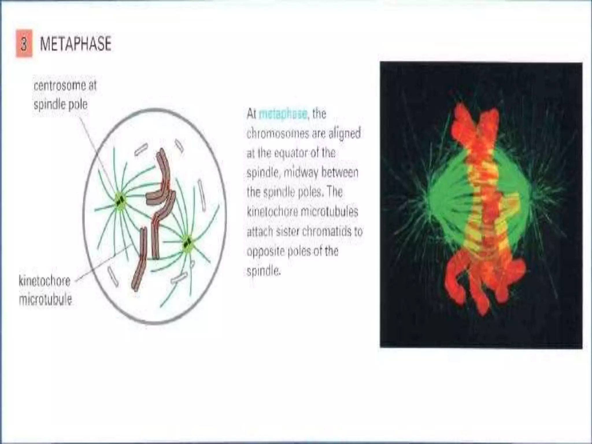cell cycle and its check points and regulation | PPTX