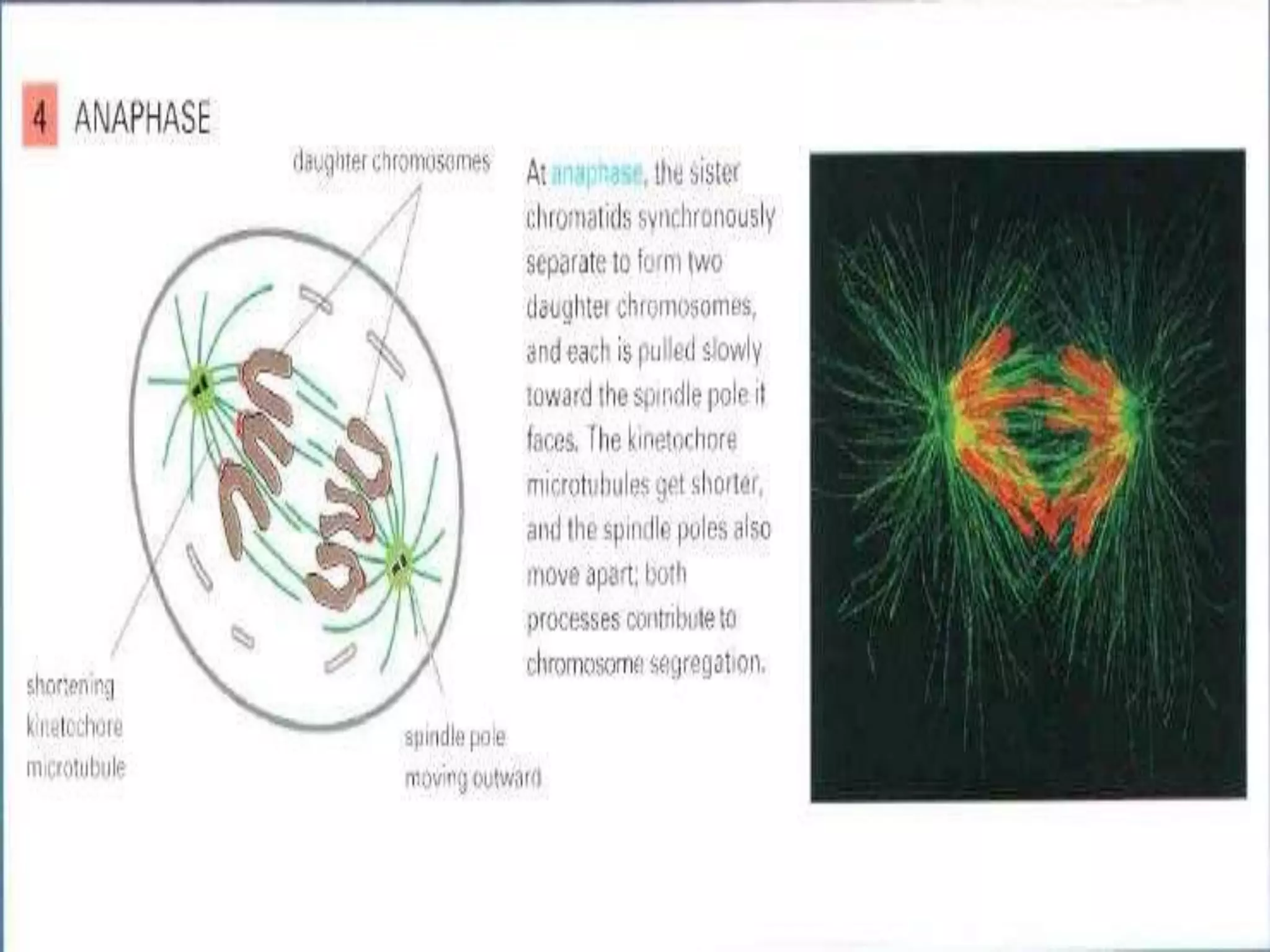cell cycle and its check points and regulation | PPTX