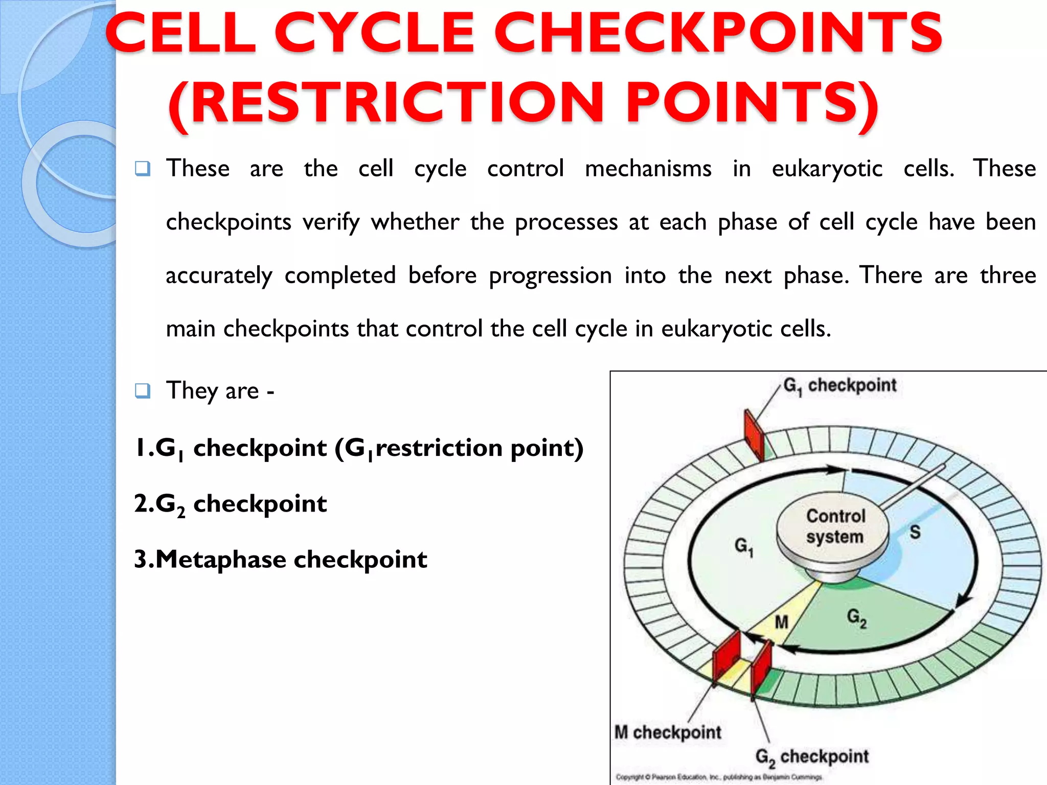 cell cycle and its check points and regulation | PPTX