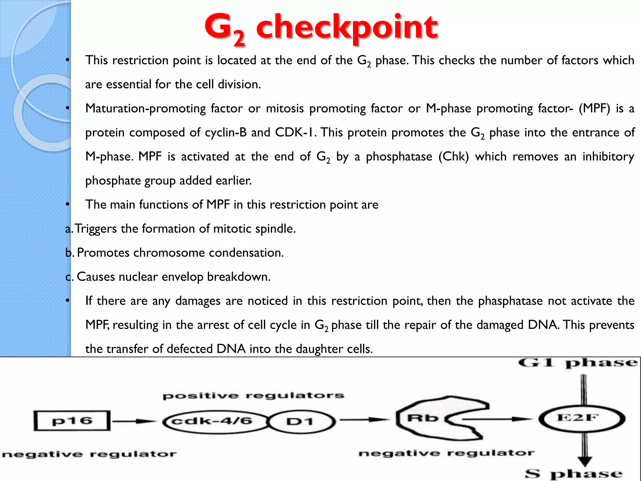 cell cycle and its check points and regulation | PPTX