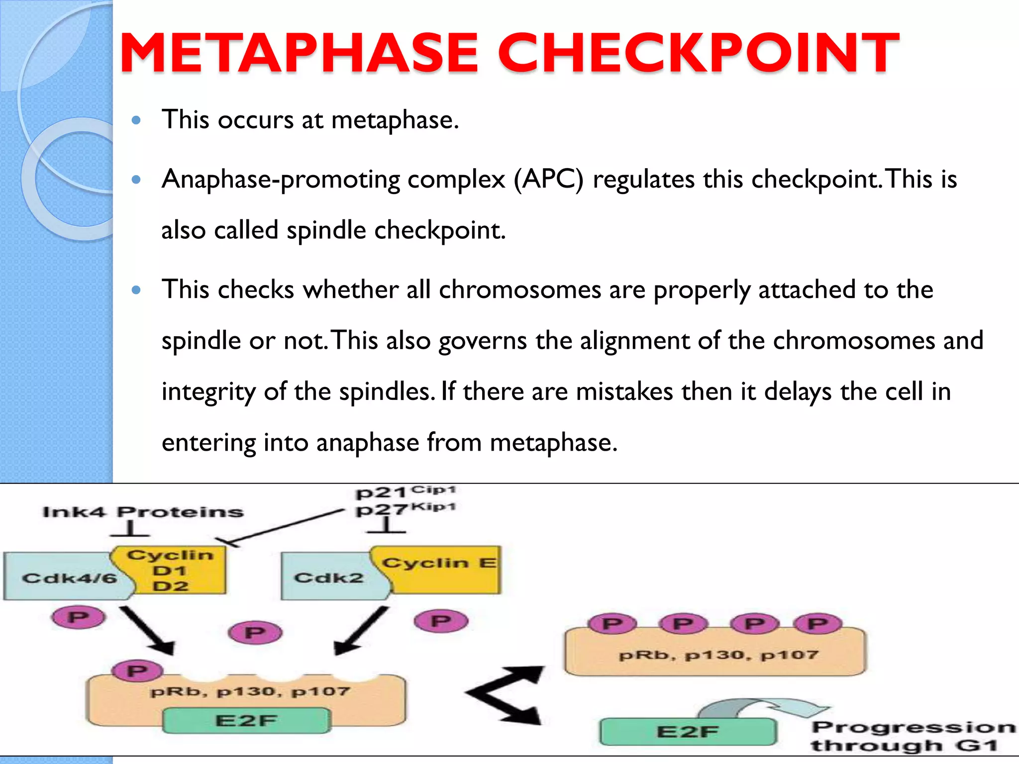 cell cycle and its check points and regulation | PPTX