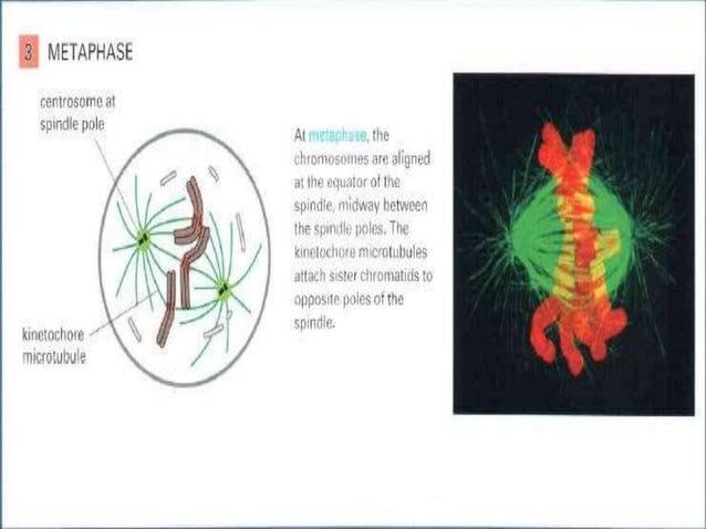 cell cycle and its check points and regulation | PPTX