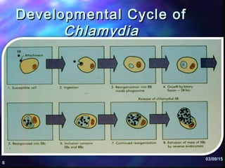 Chlamydia ; bacterial genus | PPT