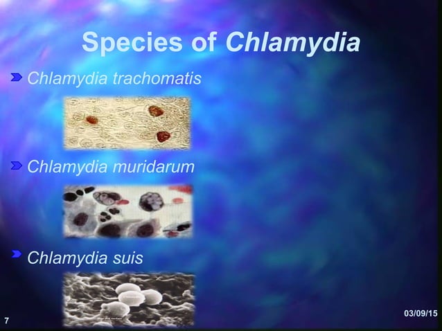 Chlamydia ; bacterial genus | PPT
