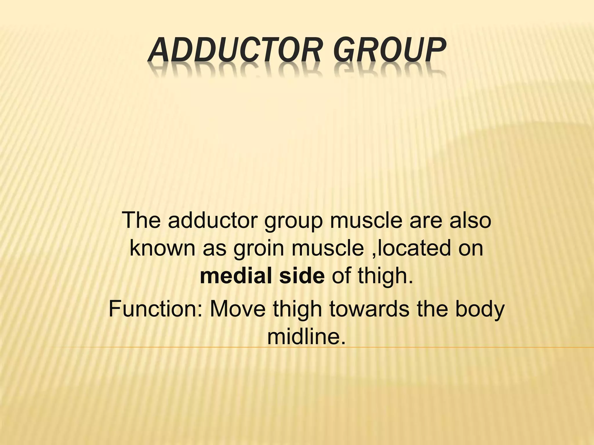 The Adductor Group muscles | PPT