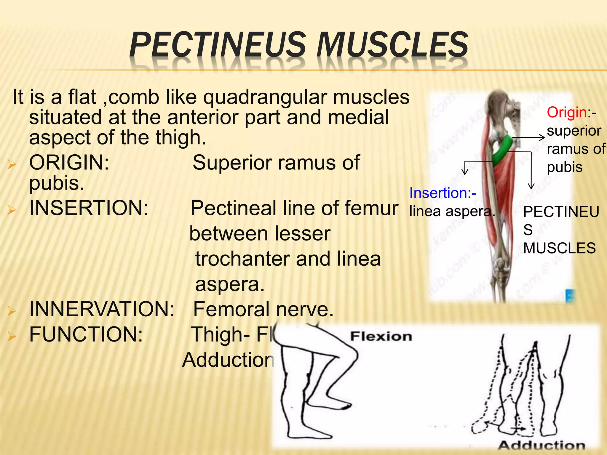 The Adductor Group muscles | PPT