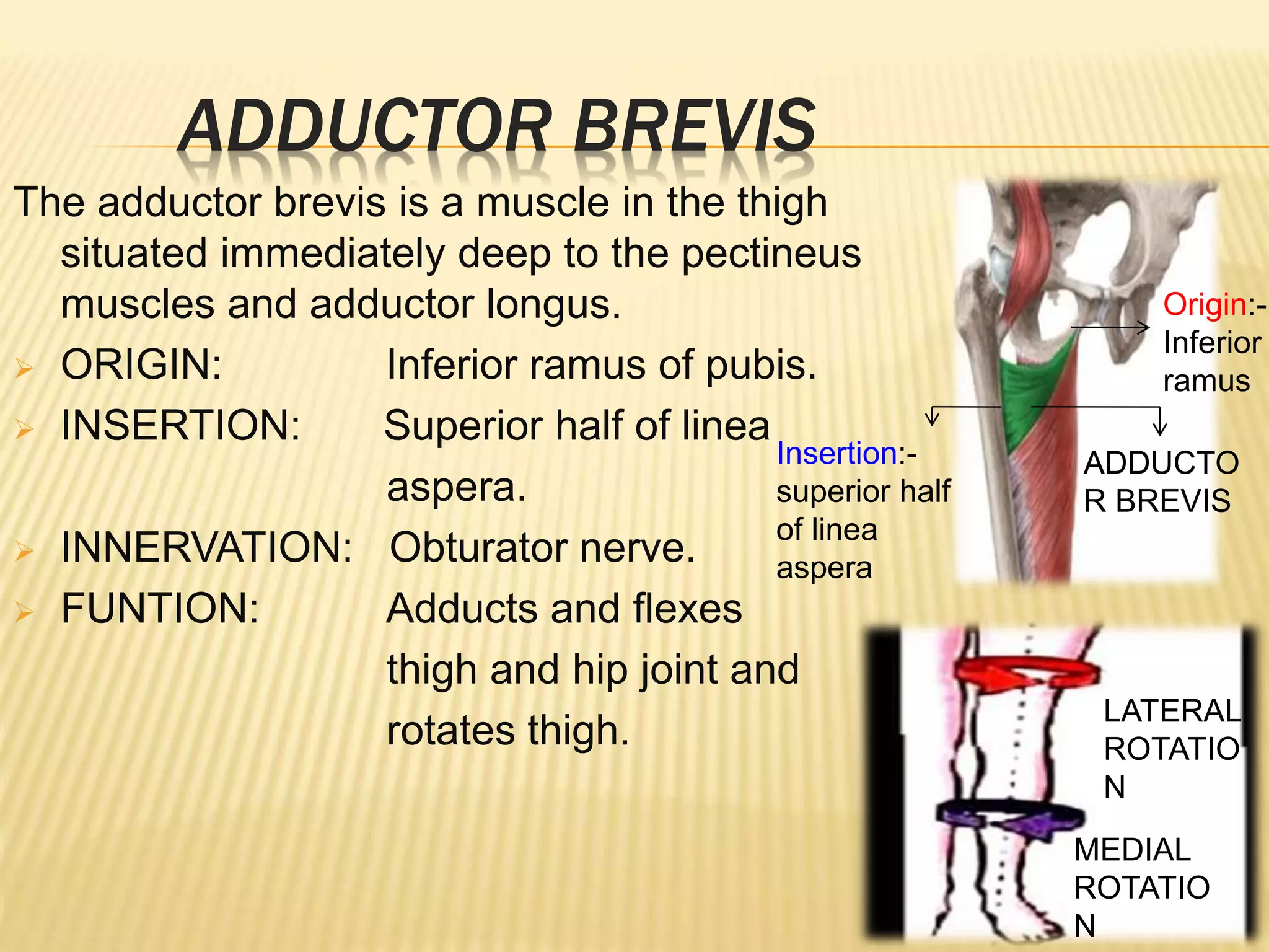 The Adductor Group muscles | PPT