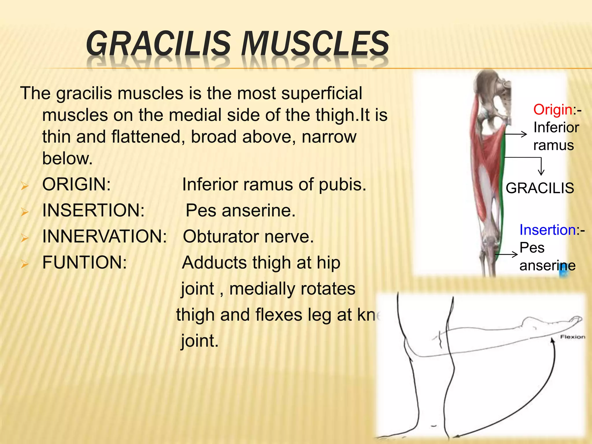 The Adductor Group muscles | PPT
