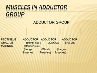 The Adductor Group muscles | PPTX