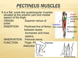The Adductor Group muscles | PPTX