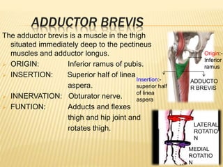 The Adductor Group muscles | PPTX