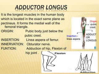 The Adductor Group muscles | PPT