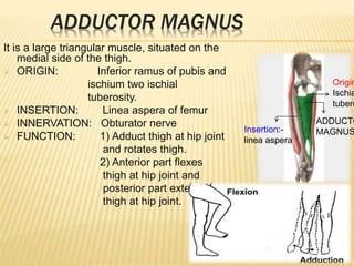 The Adductor Group muscles | PPT