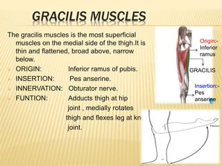 The Adductor Group muscles | PPT