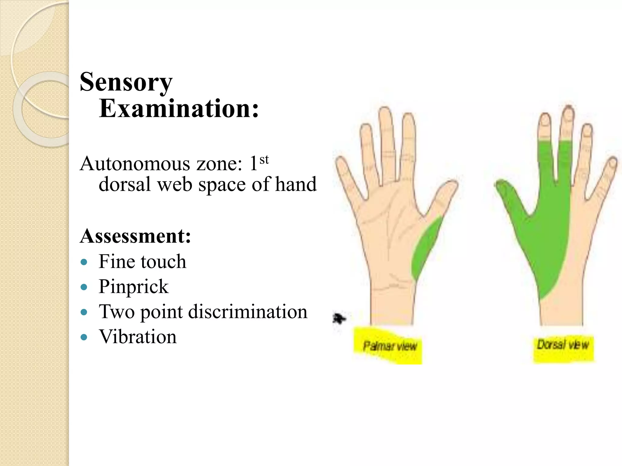Peripheral Nerves of Upper Limb [Radial, Median & Ulnar nerve] | PPTX ...