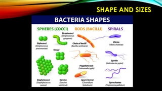 SB20103 Microbe Diversity: Microbe Identification Methods | PDF